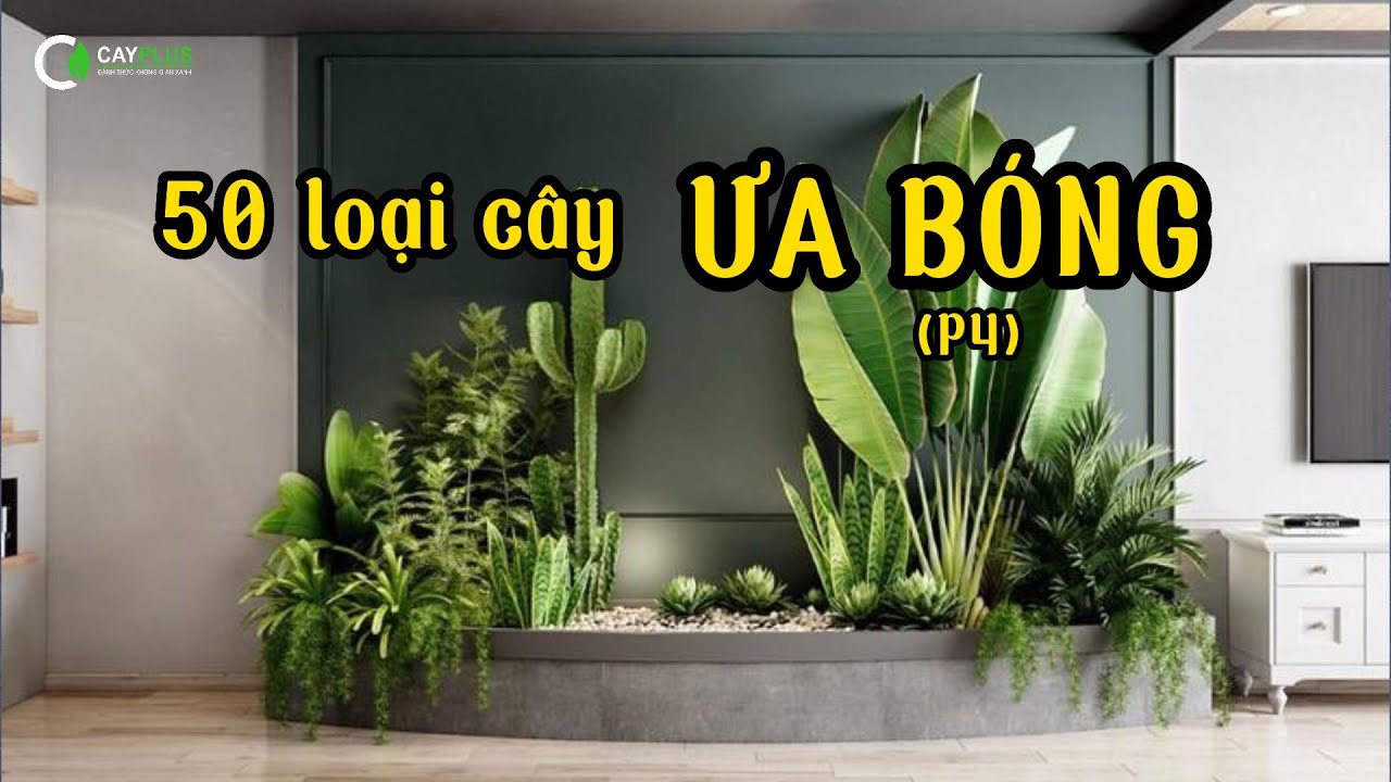 50 loại cây ưa bóng râm thường được trồng trong nhà và tiểu cảnh (phần ...