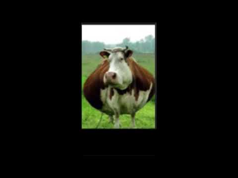 Farting cow