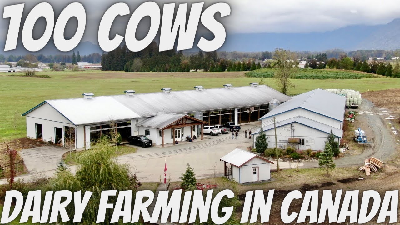 Beautiful 100 Cow Dairy Located in the Fraser Valley! - YouTube