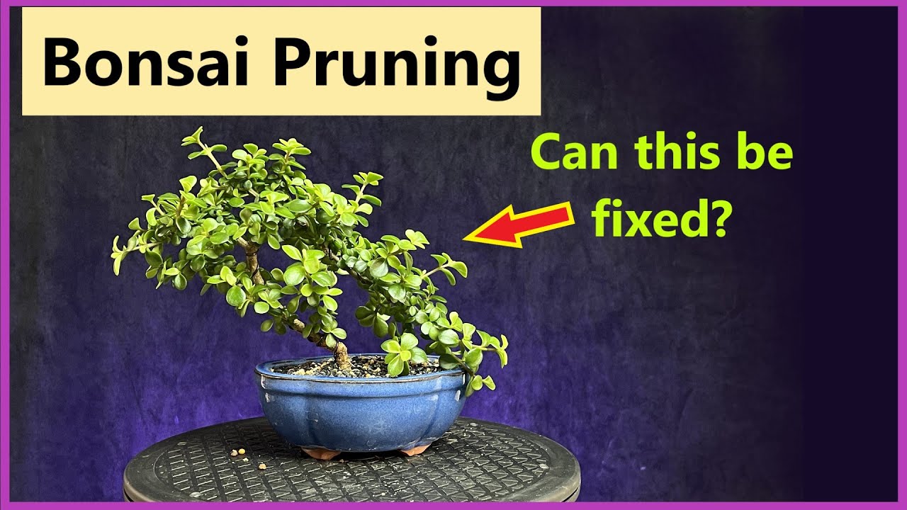 Pruning a bonsai/ portulacaria afra / dwarf jade / lilliput #bonsai # ...