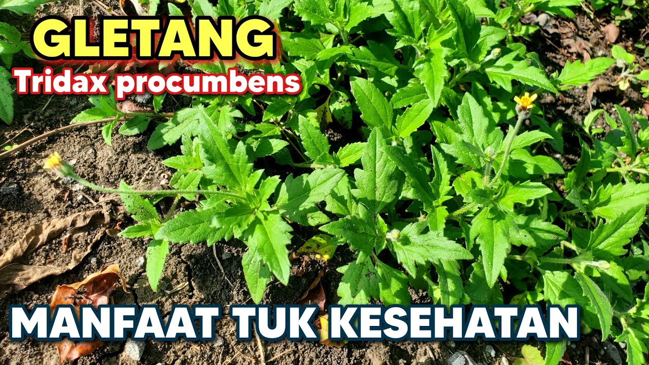 MANFAAT GLETANG TUK KESEHATAN ‼️ Tridax procumbens #Tridaxprocumbens # ...