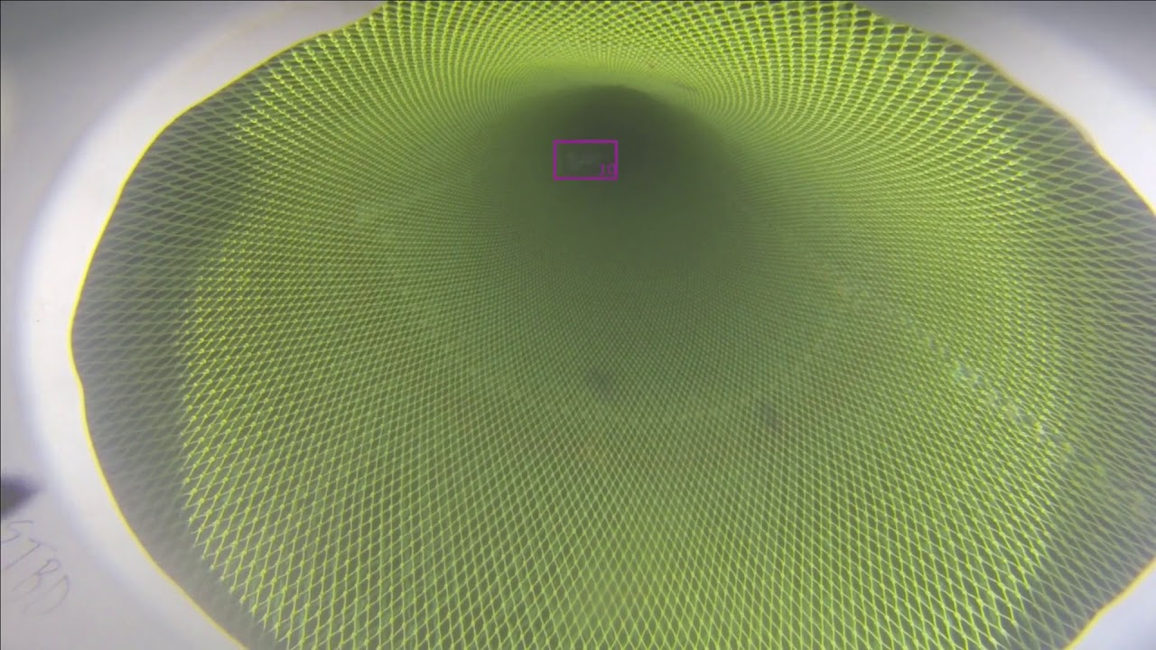 Multi-object tracking on New England groundfish - YouTube