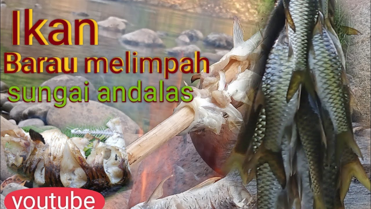 sarang ikan barau putihan | efek lama tidak hujan air sungai surut ikan ...