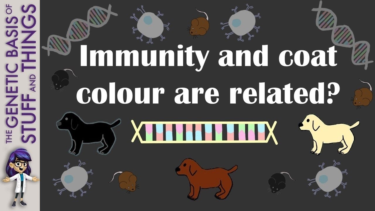 Immunity genes also control a dog’s coat colour? - YouTube
