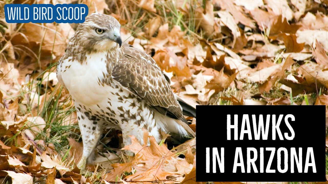 Hawks In Arizona: 12 Magnificent Species To See - YouTube