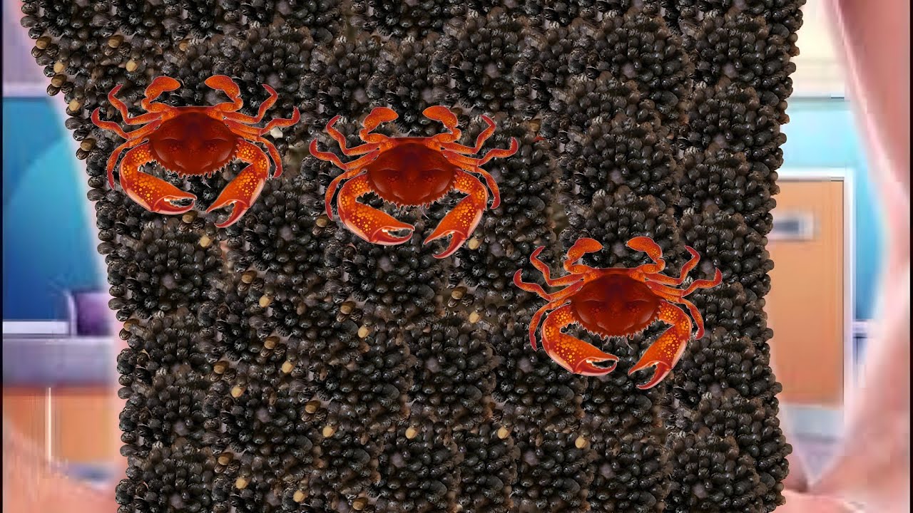 Asmr treatment for ticks fleas maggot wounds on animation | asmr ...