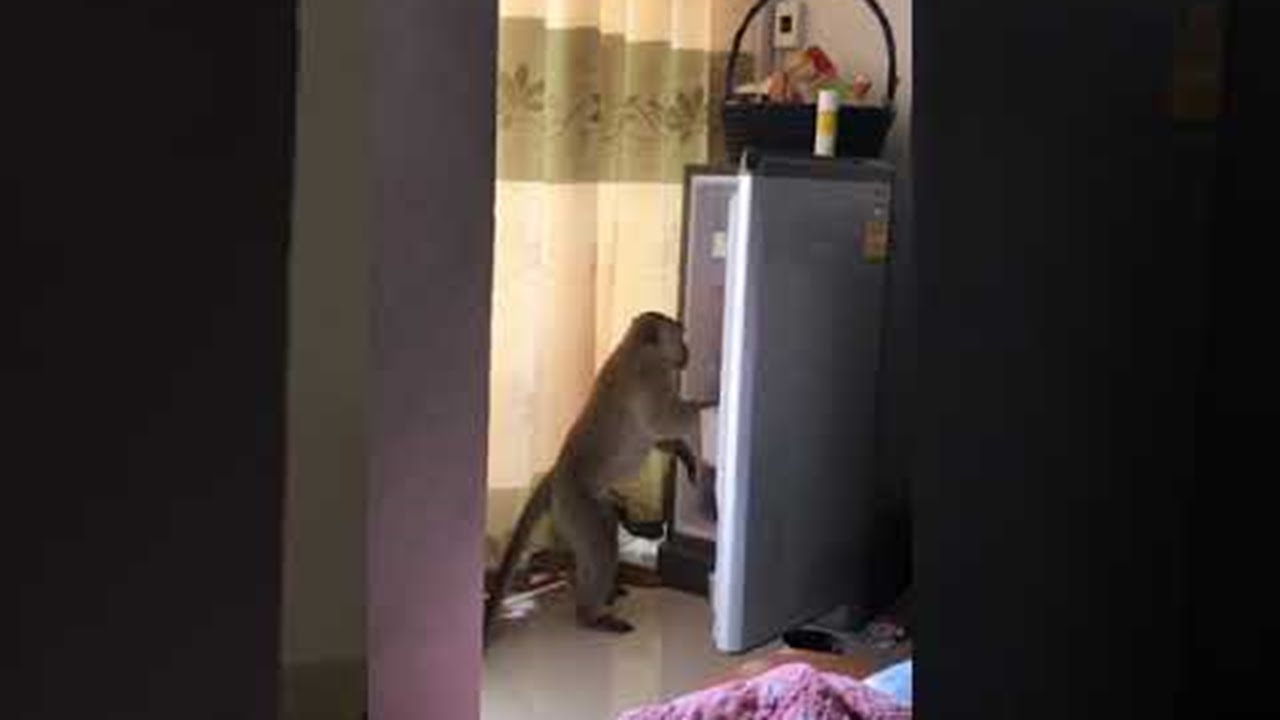 Monkey Makes Off with Food from Fridge || ViralHog - YouTube