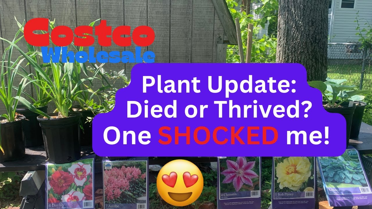 Costco Plant Update: Thrived or Died? What Shocked Me? - YouTube