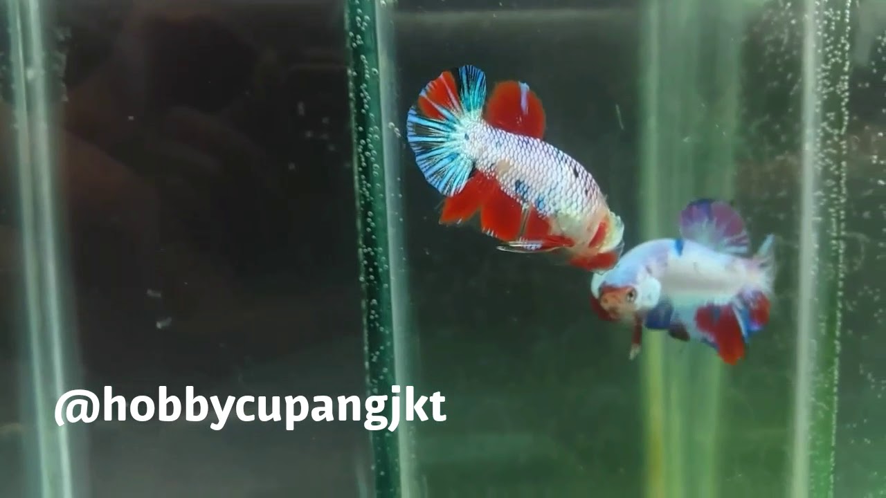 Cupang Plakat Fancy White Red Star Tail - YouTube