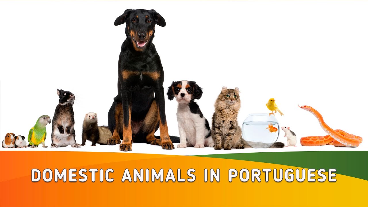 Animais Domésticos (Domestic Animals) in Portuguese - YouTube