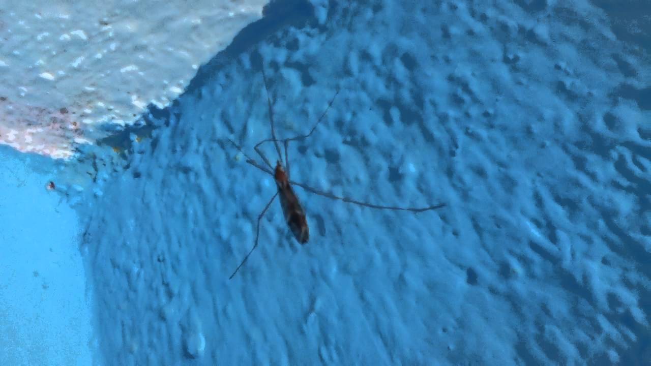 El insecto mas grande del mundo (ZANCUDO GIGANTE) - YouTube