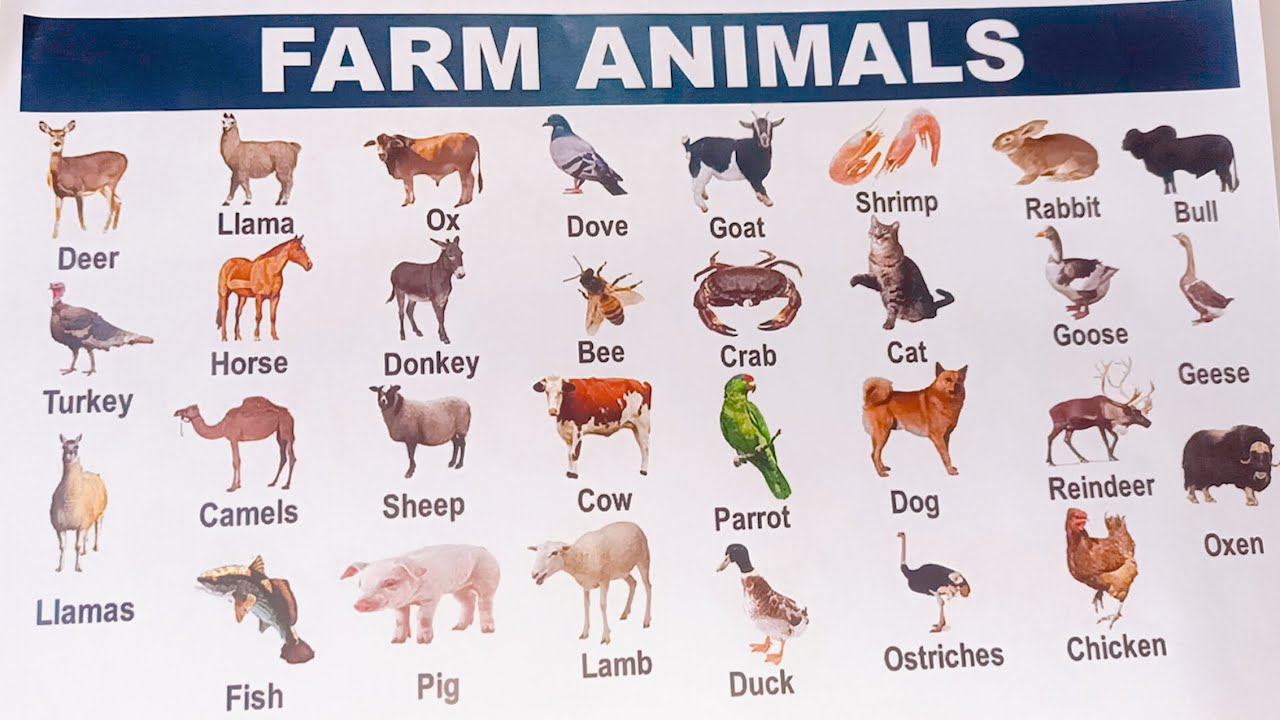 Farm Animals - Learn farm animals name in english - Farm Animals Name ...