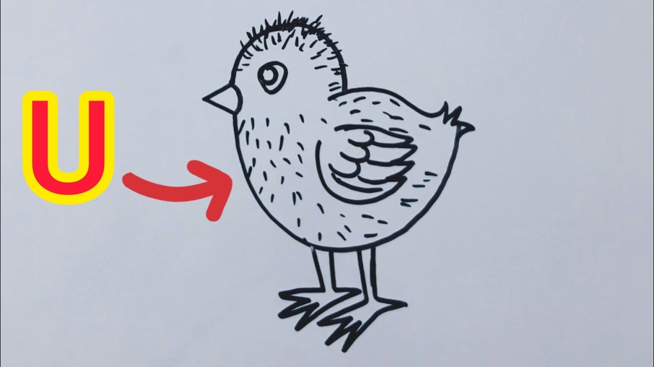 How to draw a chick by U | chick drawing | chick drawing easy step by ...