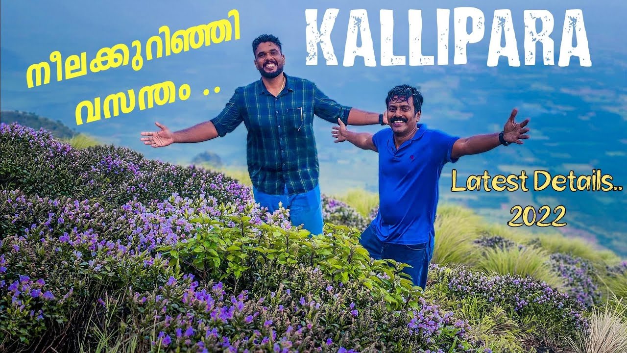 Kallipara Neelakurinji | കള്ളിപ്പാറയിലെ നീലക്കുറിഞ്ഞി വസന്തം - YouTube