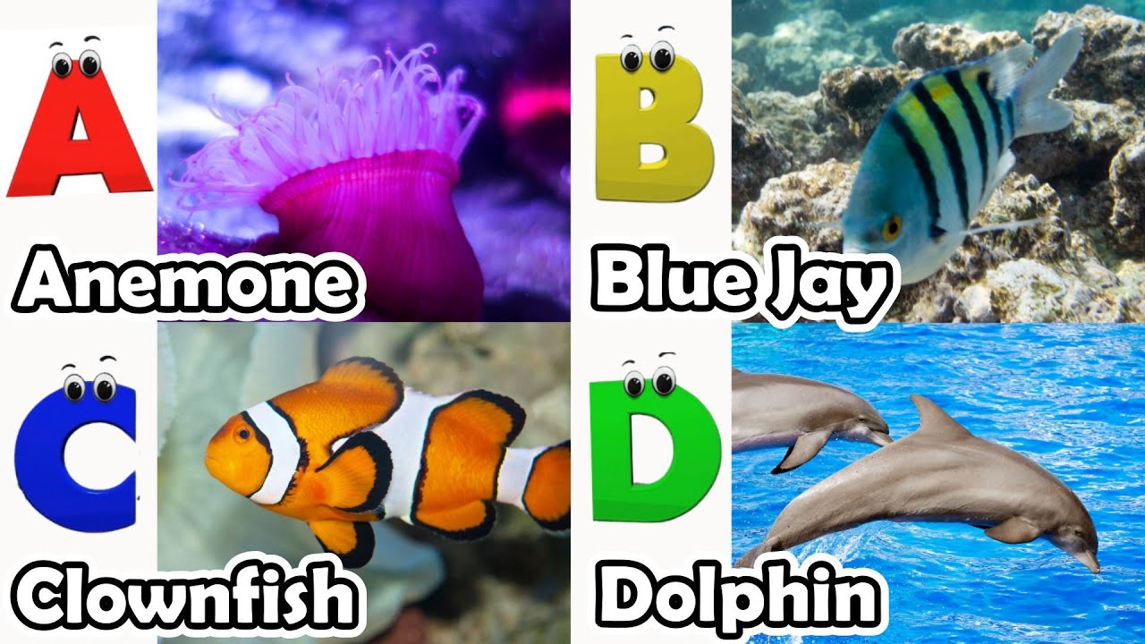 ABC phonics animals | ABC Sea Animals song | English and Animals for ...