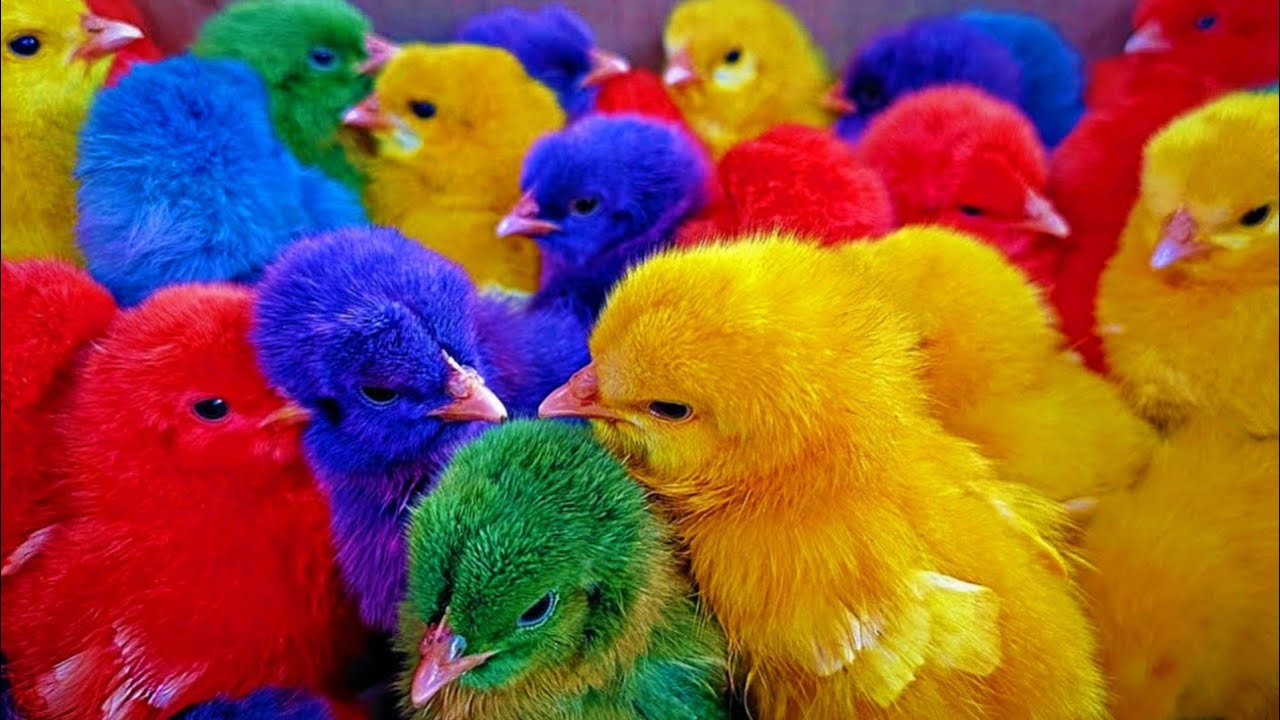 Catch Cute Chickens, Colorful Chickens, Rainbow Chickens, Rabbits, Cute ...