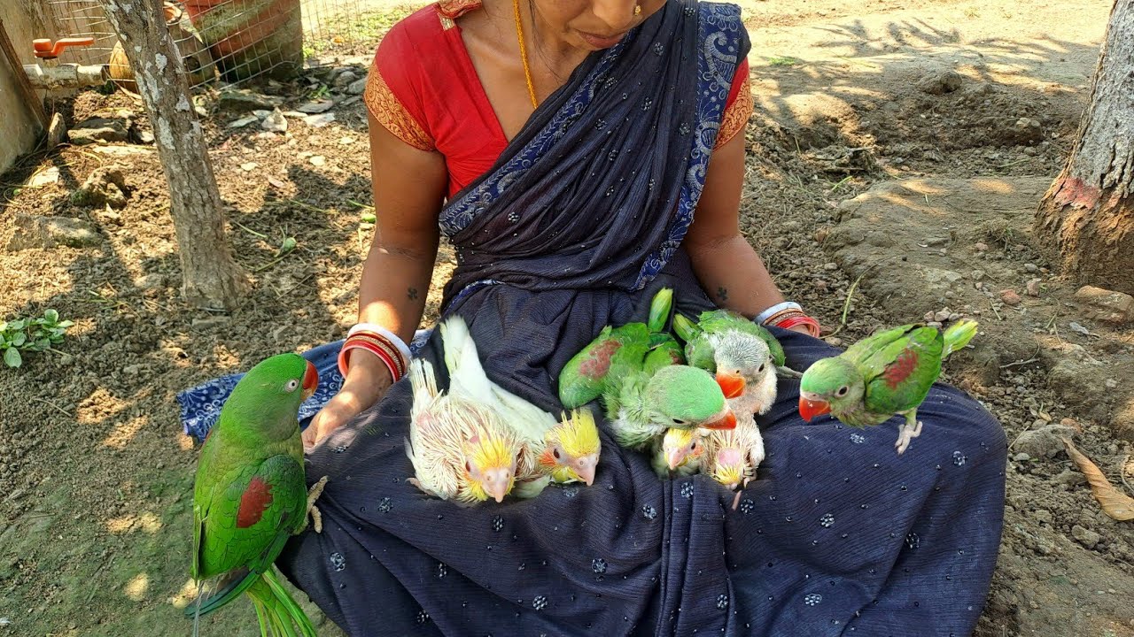 Tota ke chote chote Bachhe - YouTube