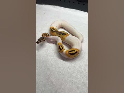 Fire Pied and Firefly Pied Ball Pythons. #snake #short #reptile # ...