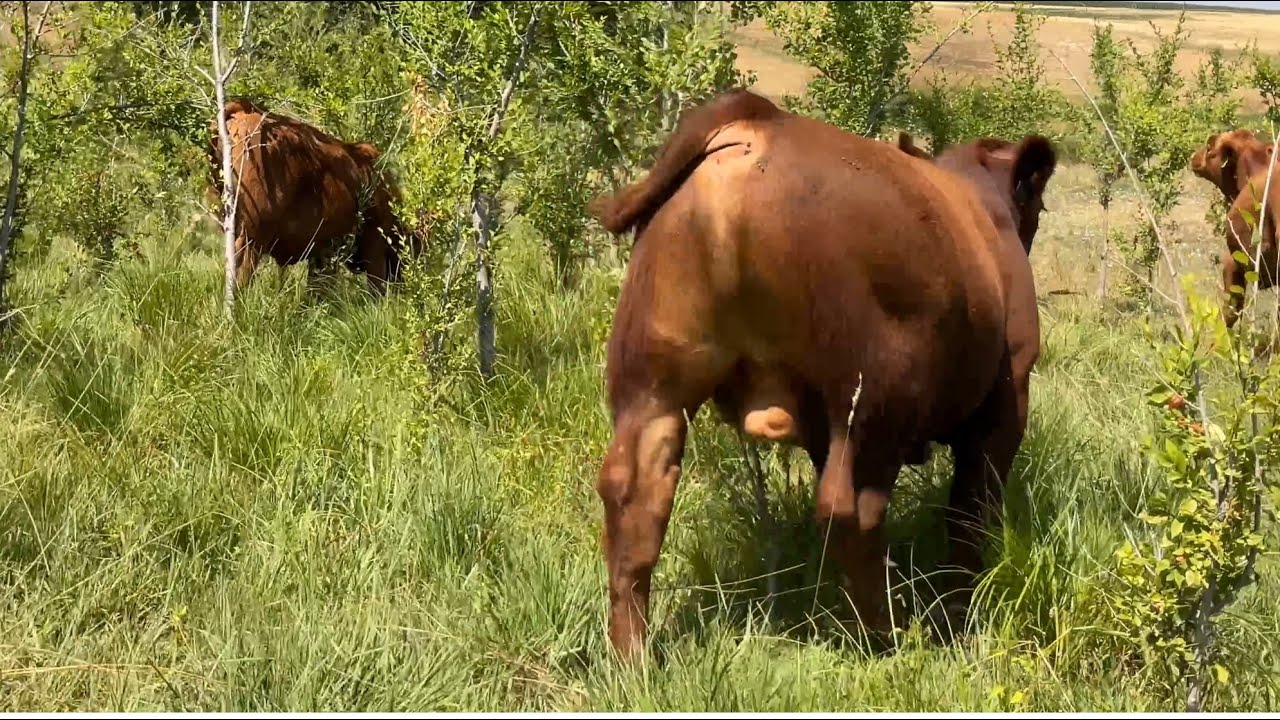 Thick Chunky Bull Calves 6 Months Old - YouTube