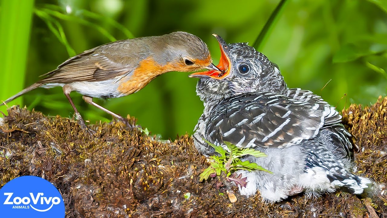 12 Animals That CONTROL Other Animals - YouTube