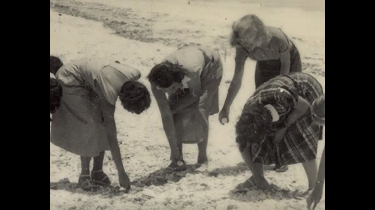 Sanibel Stoop: Form & Function | Exploring Southwest Florida's Shelling ...