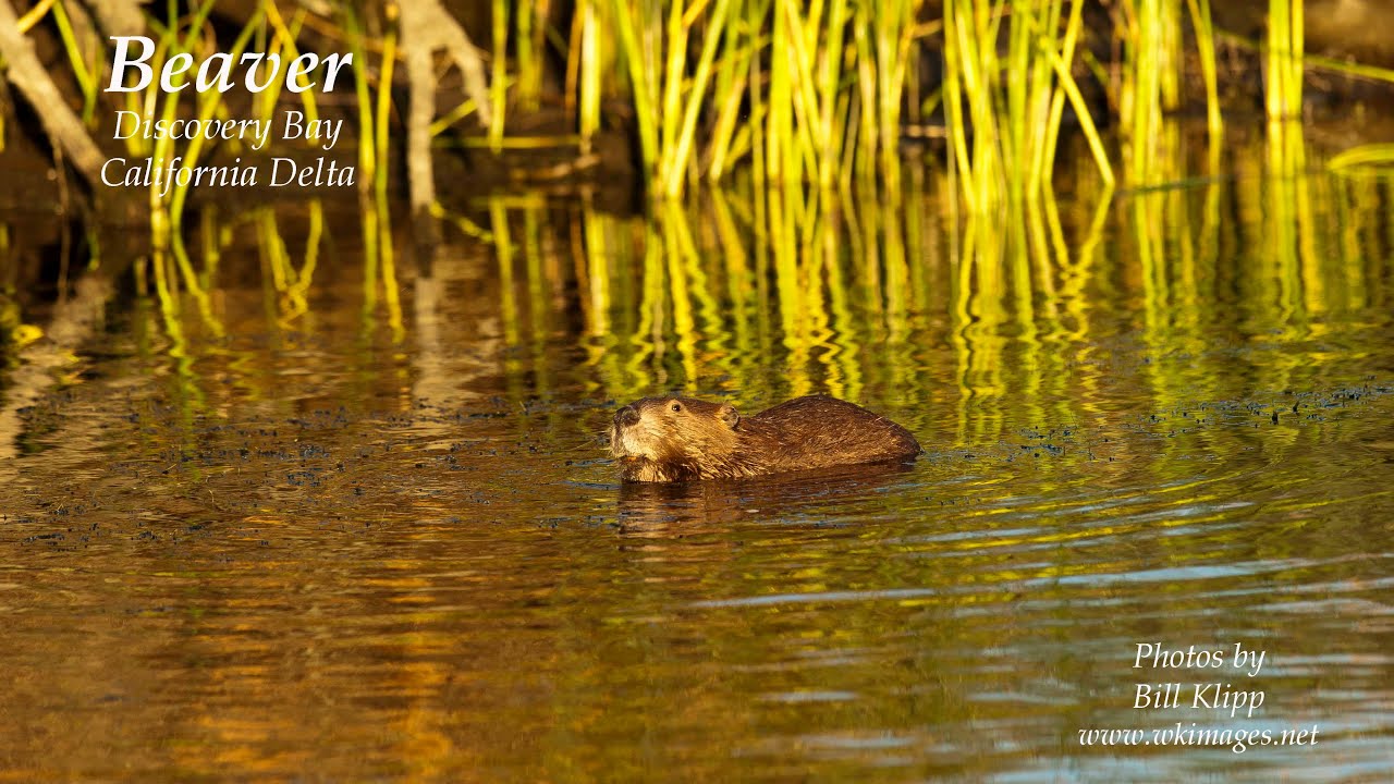 Beavers of the California Delta - YouTube