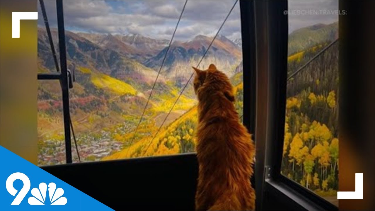 Aspen adventure cat explores the Colorado trails - YouTube