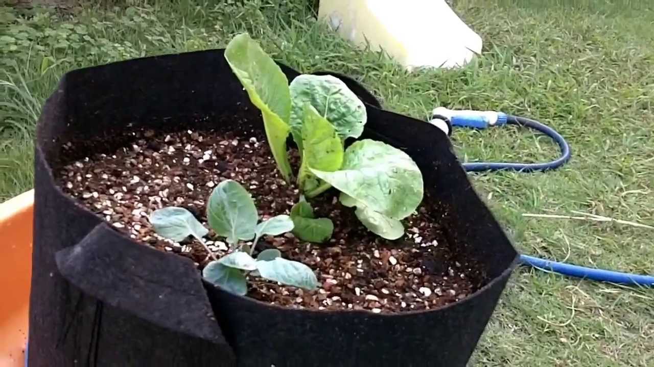 The Rain Gutter Grow System Using Grow Pots or Grow Bags - YouTube