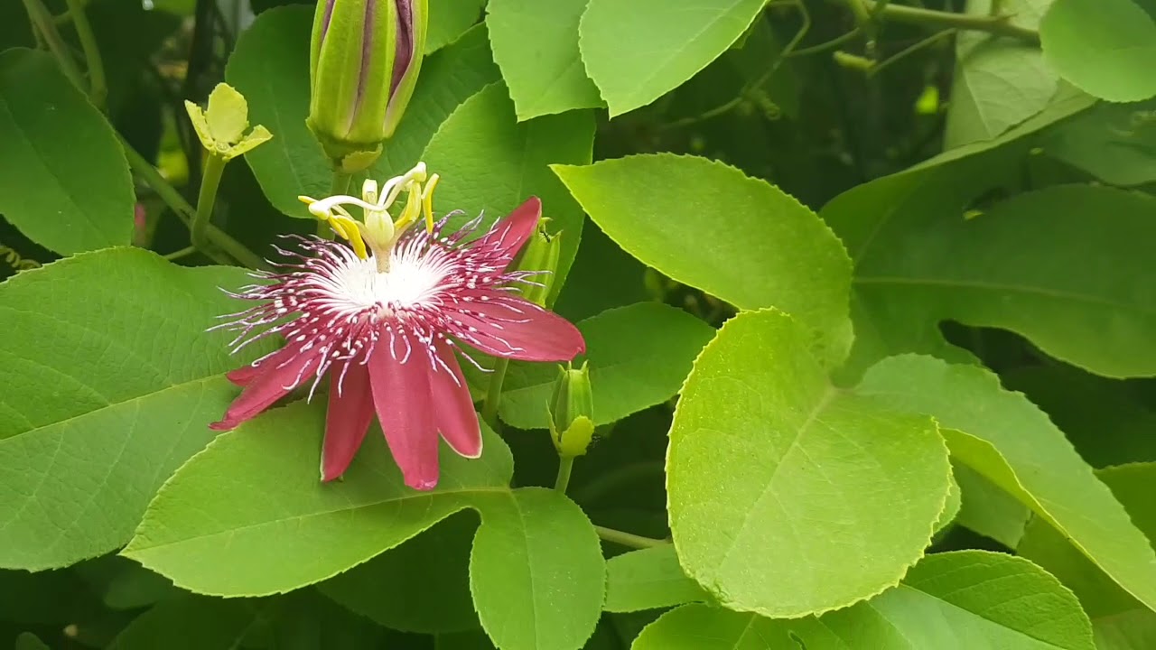 Passion Flower, Passiflora vitifolia Alias Bunga Passiflora, Bunga ...