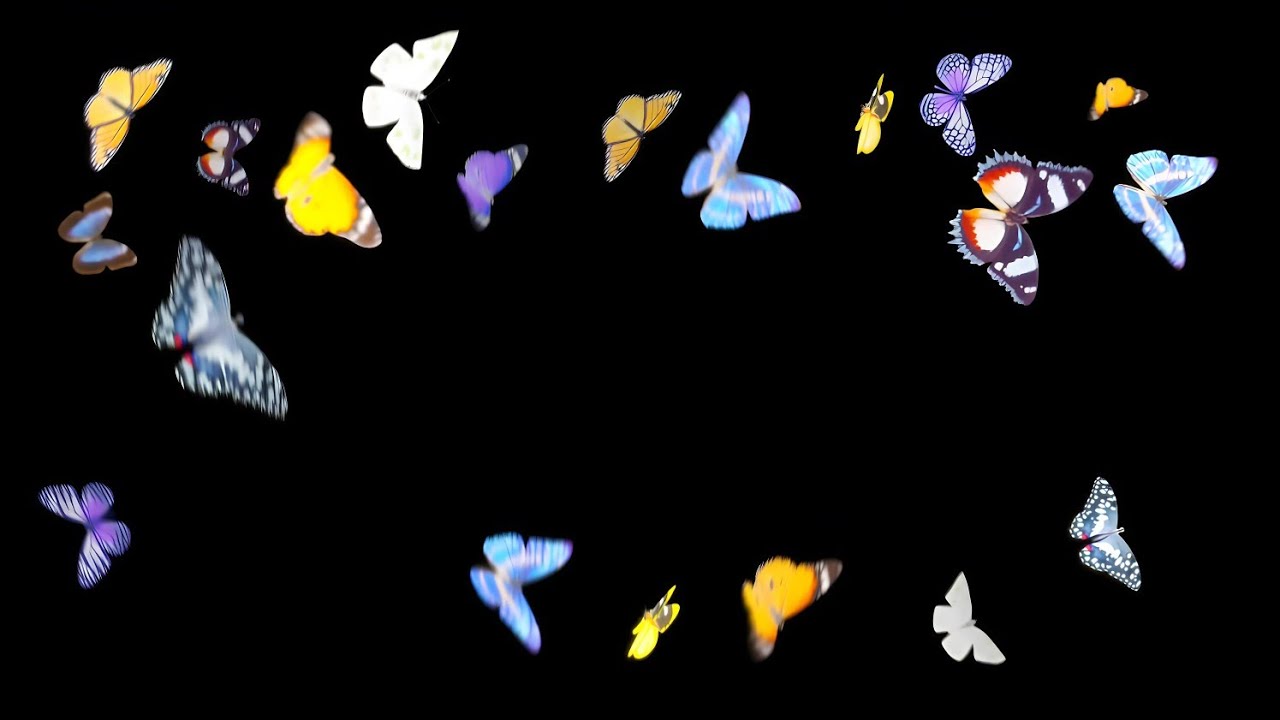 Butterfly black screen effect 4k | Black screen butterfly template ...