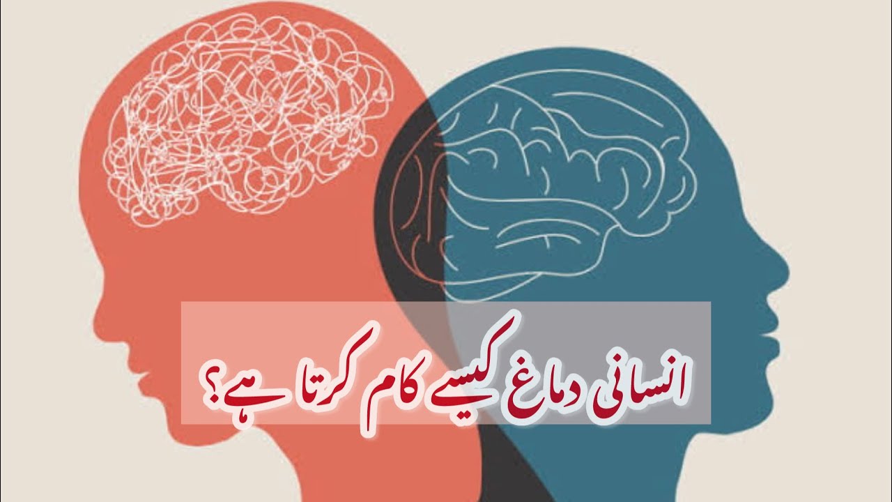 How does the brain works | Human brain | The power of human brain - YouTube