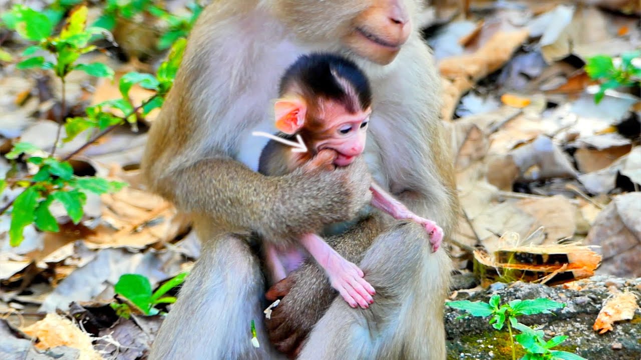Oh p-i-t-y...Other baby monkey can walks but baby monkey ROMEO can't ...