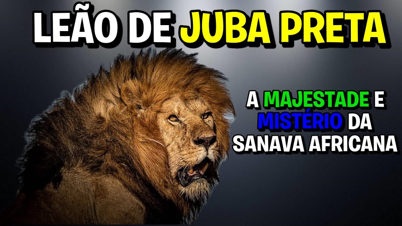 Leão de Juba Preta: a majestade e o mistério da savana africana - YouTube
