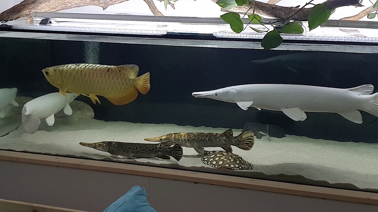 marbled & snow white platinum gar, Aquarium 4 Meter, Rochen, Arowana ...