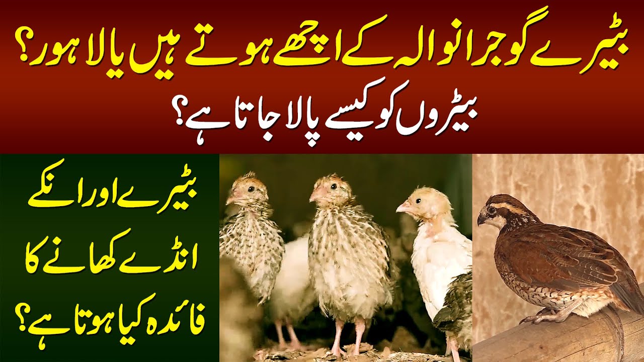 Lahori VS Gujranwala Batair | How to Start Quail Farming? | Quail Egg ...
