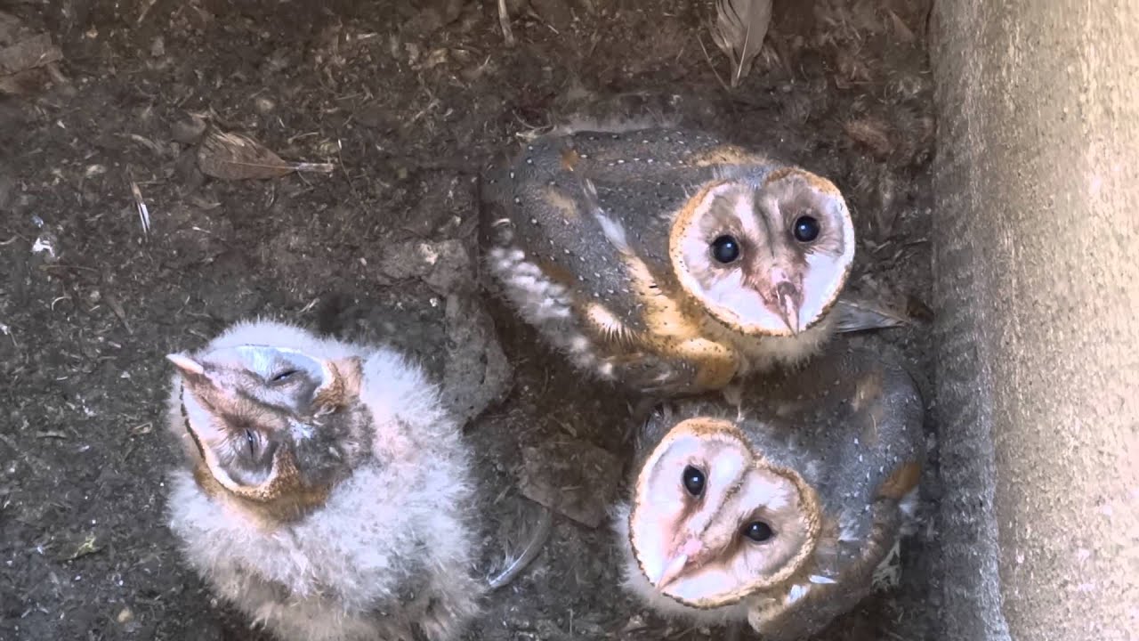 Three cute Barn Owl owlets getting raised in Kodambakkam Chennai - YouTube