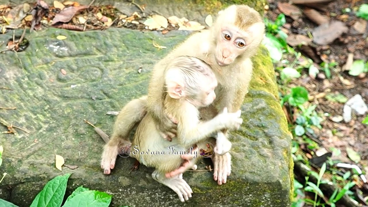 Little Angel hug take care baby Lucie and help Grooming Libby by love ...