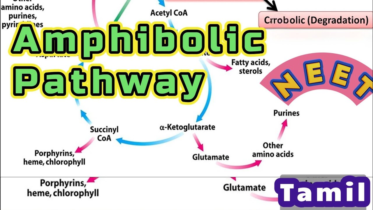 Amphibolic Pathway | NEET Explained Crash Course Biology - YouTube