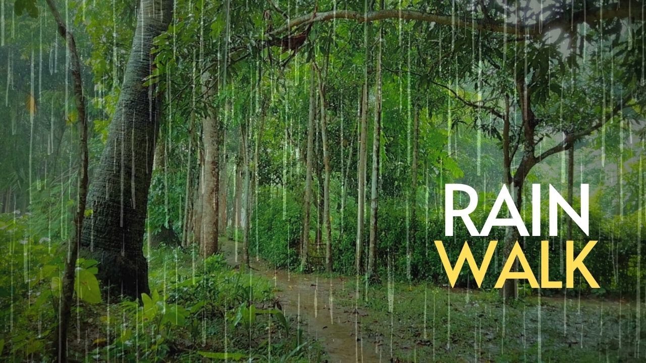 Gentle Rain Walk in Green Forest, Rain Sounds for Sleeping, Relaxing ...