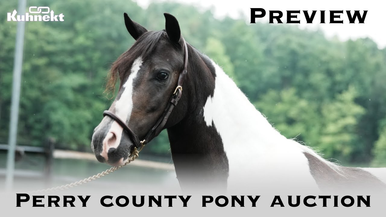 Previews for the Perry County Pony Auction & Podcast with Mike Fisher ...
