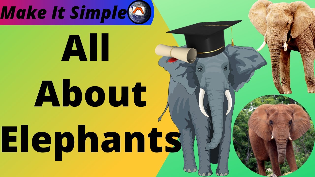 All About Elephants for Kids - Everything You Need To Know - YouTube