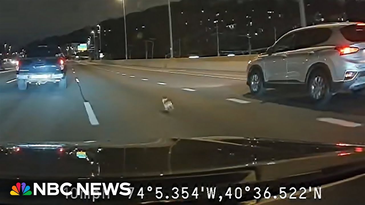 WATCH: Chihuahua runs along busy highway as motorists shield it from traffic - YouTube
