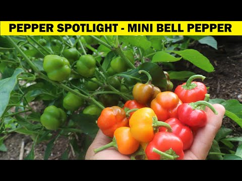 Mini Bell Pepper - PEPPER SPOTLIGHT!
