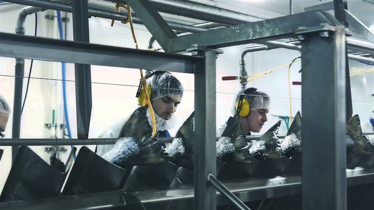 Off to Work ... The Processing Plant - YouTube