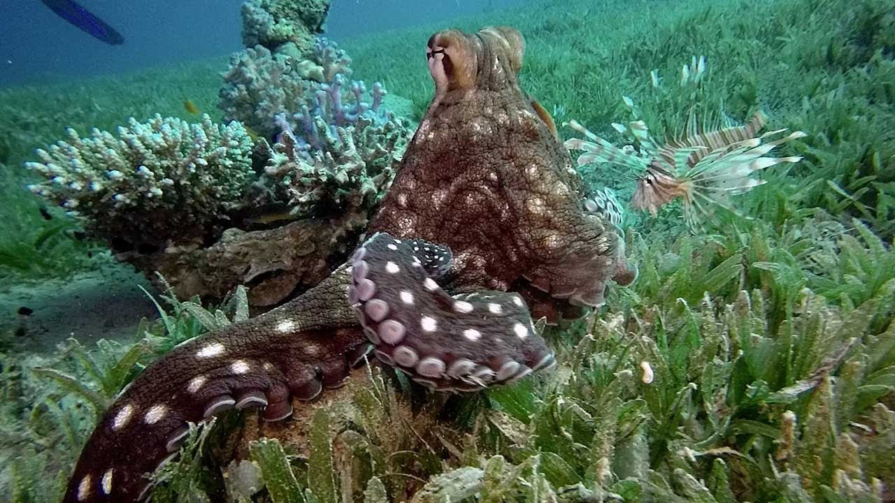 Octopus Tickled By Fish - YouTube
