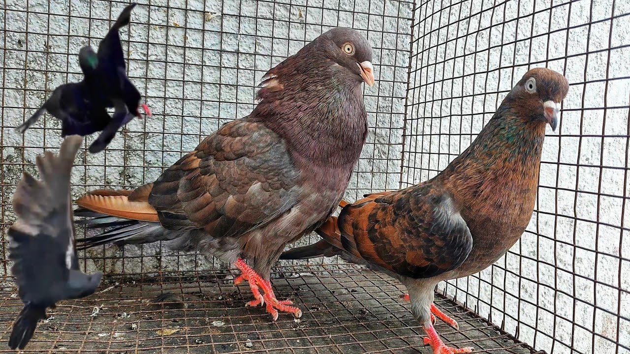 TUMBLING PIGEONS ADULT BREEDING PAIRS FOR SALE IN HYDERABAD ...