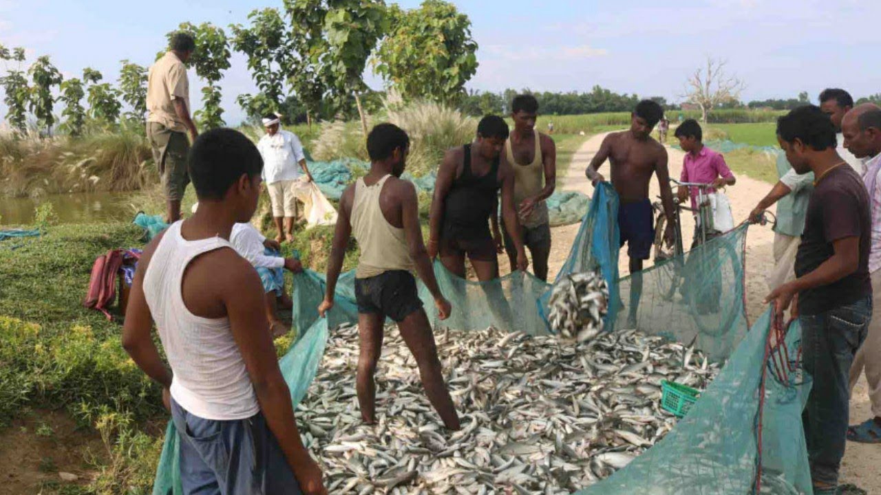 Amazing Fish Farming in Village! - YouTube