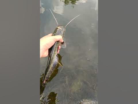 Добі вільний ))) - YouTube