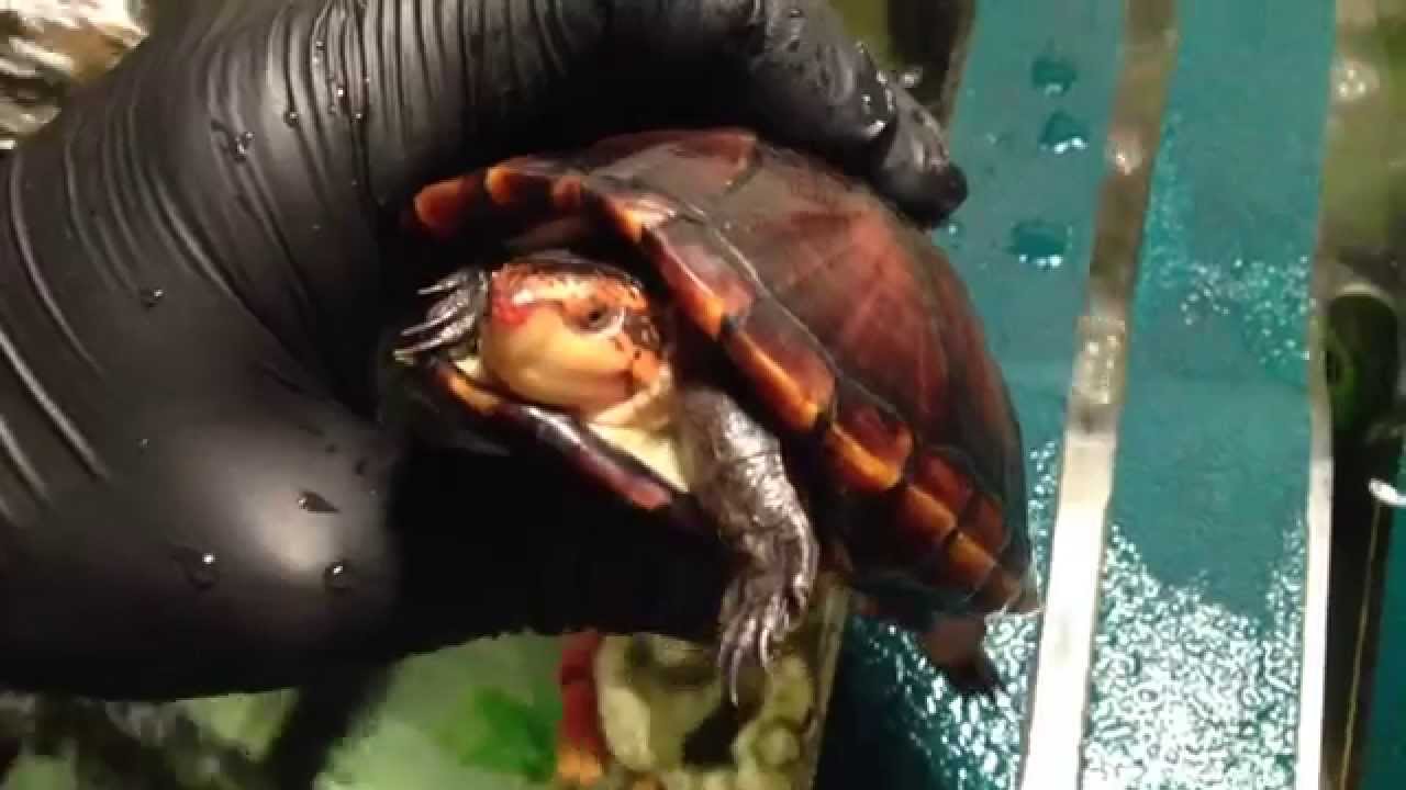 Red Cheeked Mud Turtle - YouTube