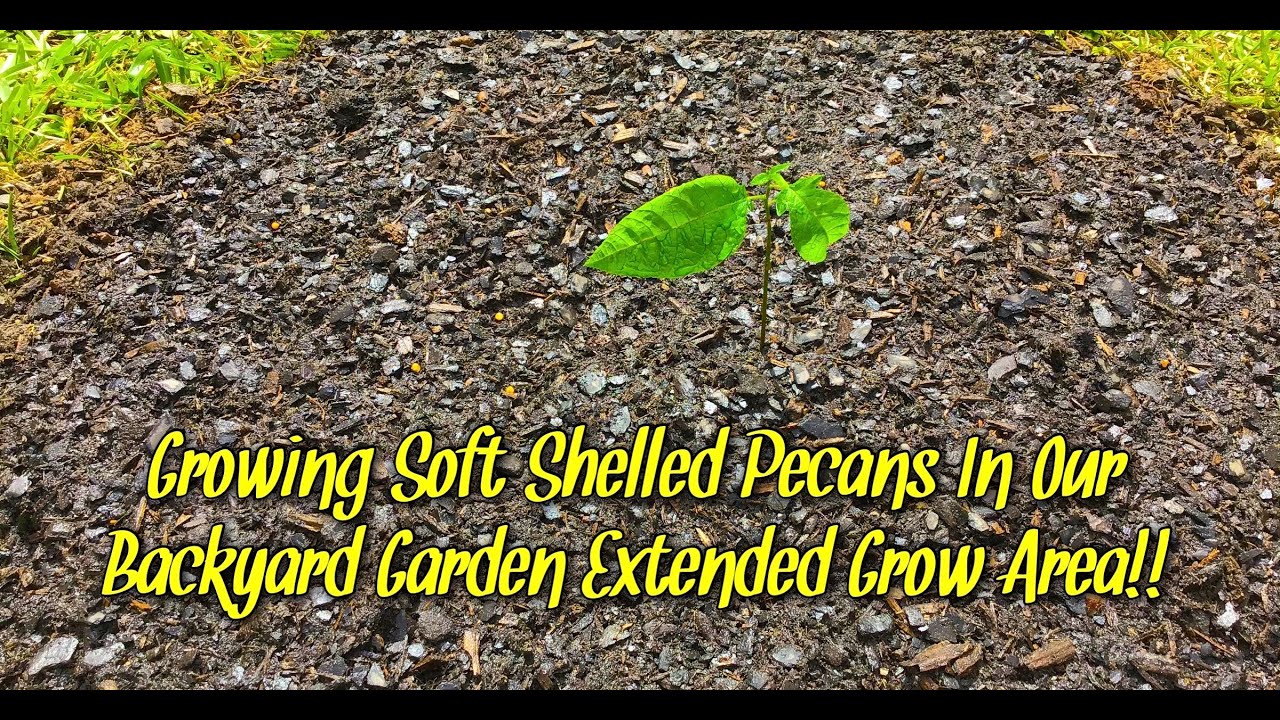 Growing Soft Shelled Pecans In Our Backyard Garden Extended Grow Area ...